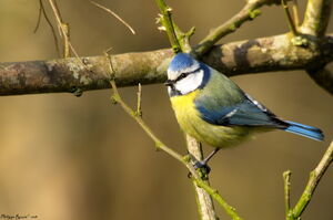 Eurasian Blue Tit - Conservapedia