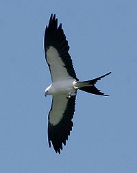Swallow-tailed kite - Conservapedia